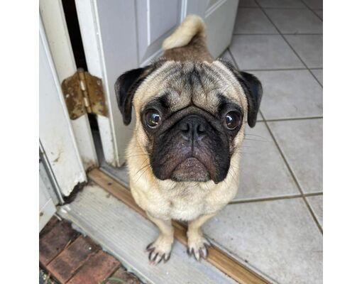 Helena, AL - Pug. Meet Frank a Pet for Adoption - AdoptaPet.com