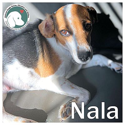 Pittsburgh, PA - Beagle. Meet NALA a Pet for Adoption - AdoptaPet.com