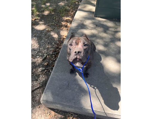 Baton Rouge, LA - American Bulldog/Mixed Breed (Medium). Meet Hazel a ...