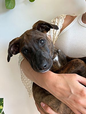 Beverly Hills, CA - Labrador Retriever/Boxer. Meet Melody a Pet for ...