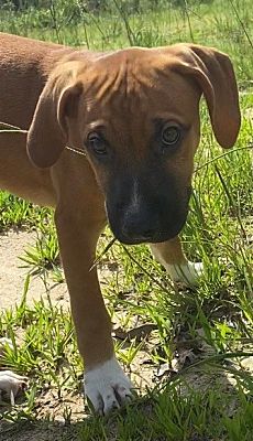 Ridgefield, CT - Boxer. Meet Ariel a Pet for Adoption - AdoptaPet.com