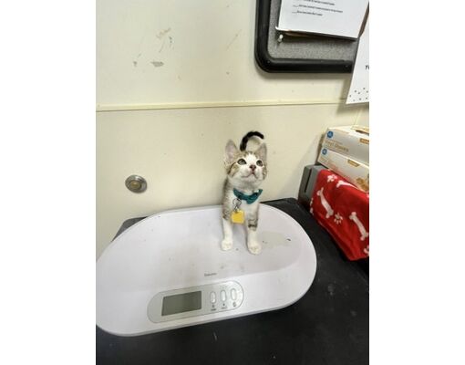 Hamilton, OH - Domestic Shorthair/Domestic Mediumhair. Meet Koneko a ...