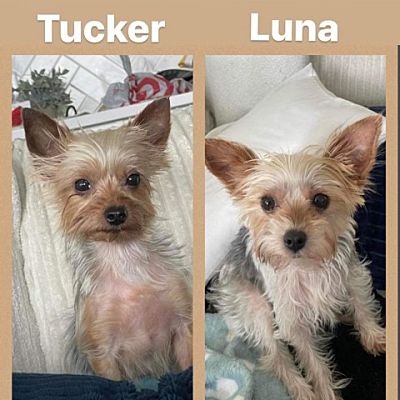 Magnolia, TX - Yorkie, Yorkshire Terrier. Meet Tucker Finn (Dallas) a ...