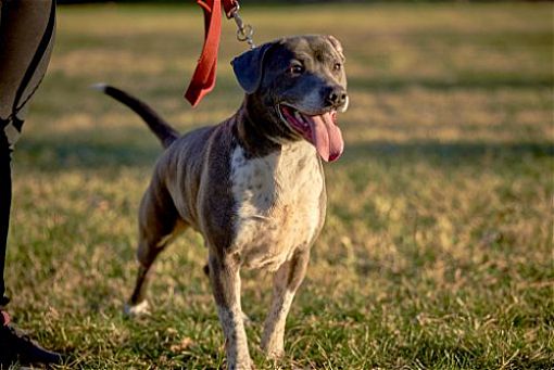 Mt. Laurel, NJ - Labrador Retriever/Border Collie. Meet Silver lab mix ...