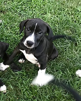 Southbury, CT - Border Collie/Hound (Unknown Type). Meet Star ~ meet me ...
