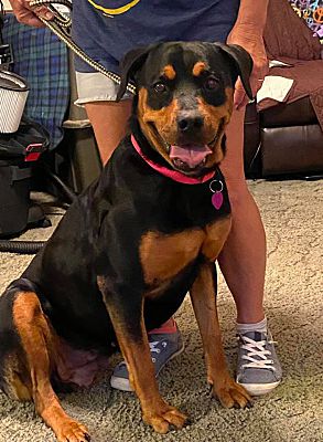 Danville, VA - Rottweiler. Meet Ava Grace a Pet for Adoption ...