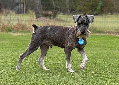 San Antonio, TX - Standard Schnauzer. Meet Russell Crowe a Pet for ...