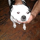 French Bulldog Puppies - Rescue and Adoption Near You