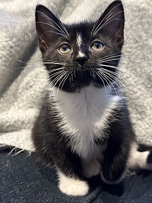 Toronto, ON - Domestic Shorthair. Meet Blanky Boo a Pet for Adoption ...