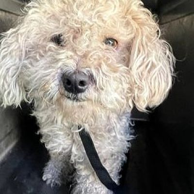Redding, CA - Poodle (Toy or Tea Cup). Meet Winter a Pet for Adoption ...