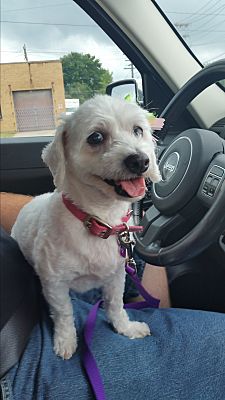 Eastpointe, MI - Maltese. Meet Lexi a Pet for Adoption - AdoptaPet.com