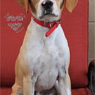 Beagle Puppies - Beagle Rescue and Adoption Near You