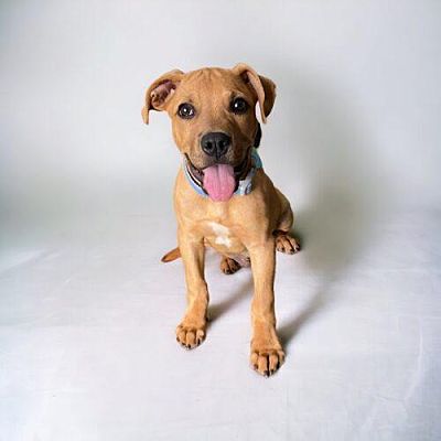 Tampa, FL - Black Mouth Cur/Mixed Breed (Medium). Meet Scooby a Pet for ...