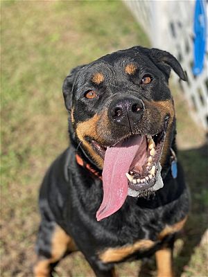 Virginia Beach, VA - Rottweiler. Meet 2310-1604 Taylor a Pet for ...