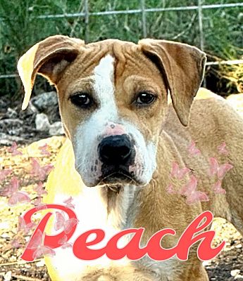 Niagara On The Lake, ON - Boxer/Mixed Breed (Medium). Meet Peach a Pet ...
