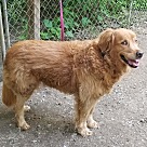 Golden Retriever Puppies - Rescue and Adoption Near You