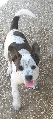 Freehold, NJ - Boston Terrier/Australian Cattle Dog. Meet Sassy a Pet ...