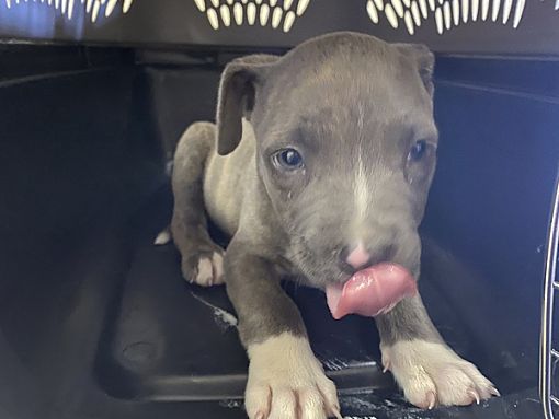 Birmingham, AL - Pit Bull Terrier. Meet Calliope a Pet for Adoption ...