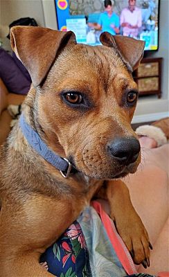 Evergreen, CO - Pit Bull Terrier. Meet Bailey * sponsored adoption fee! a Pet for Adoption ...