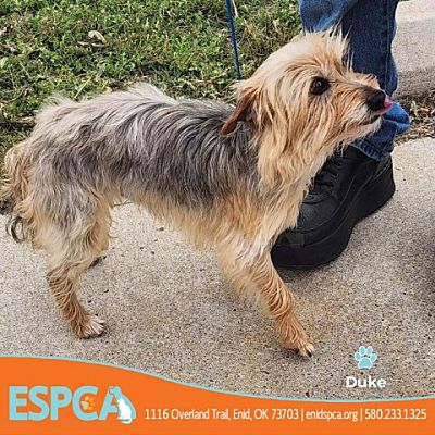 Enid, OK - Yorkie, Yorkshire Terrier. Meet Duke a Pet for Adoption ...