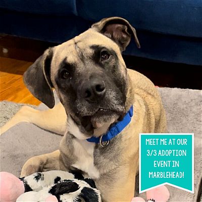 Boston, MA - Mastiff. Meet VanDorn a Pet for Adoption - AdoptaPet.com