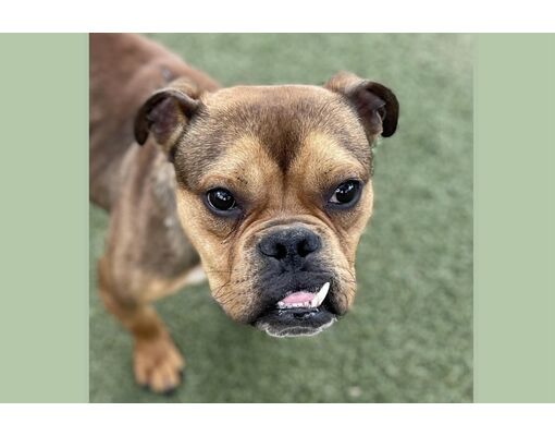 San Pedro, CA - American Bulldog. Meet ARCHIE a Pet for Adoption ...