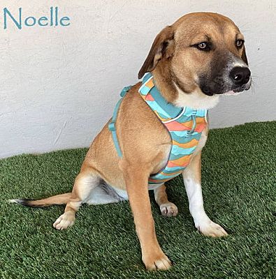 San Diego, CA - Beagle. Meet Noelle a Pet for Adoption - AdoptaPet.com