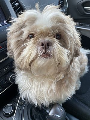 Wildwood, MO - Shih Tzu. Meet Beau a Pet for Adoption - AdoptaPet.com