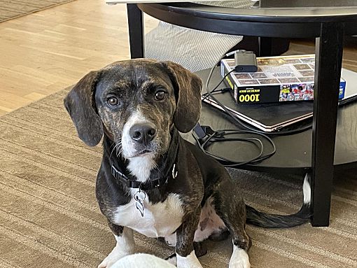 South Elgin, IL - Basset Hound/Plott Hound. Meet Norman a Pet for ...