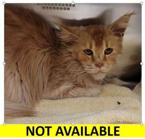 Eugene, OR - Maine Coon/Domestic Shorthair. Meet Madame Pumpkin a Pet ...