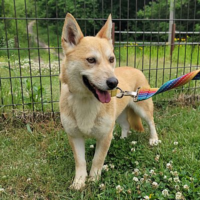 Vancouver, BC - Corgi/Jindo. Meet Beeah a Pet for Adoption - AdoptaPet.com