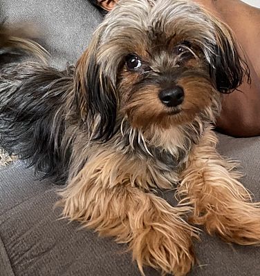 Parchment, MI - Yorkie, Yorkshire Terrier. Meet Polo a Pet for Adoption ...