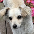 Corgi Puppies - Corgi Rescue and Adoption Near You