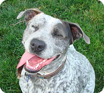 pointer pitbull mix temperament