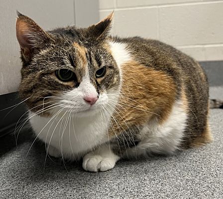 Sheboygan, WI - Domestic Shorthair. Meet Dolly a Pet for Adoption ...