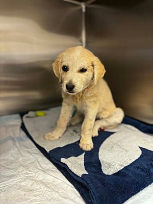 Statewide, TX - Great Pyrenees. Meet Eve ATX a Pet for Adoption ...
