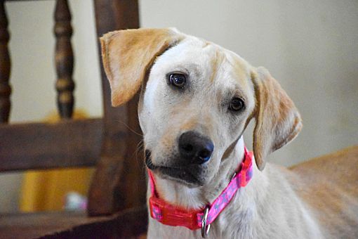 Preston, MD - Labrador Retriever. Meet Ivy a Pet for Adoption ...