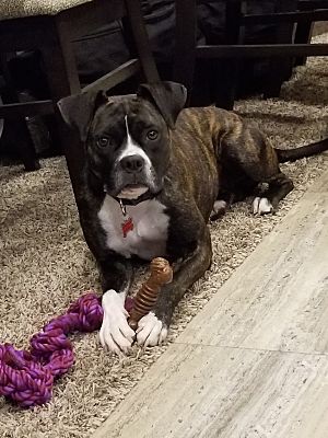 Benson, AZ - Boxer/Alaskan Malamute. Meet Freya a Pet for Adoption ...
