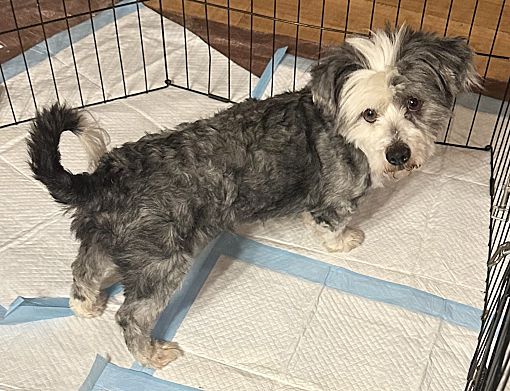 Auburn, WA - Poodle (Miniature)/Lhasa Apso. Meet Marco a Pet for ...
