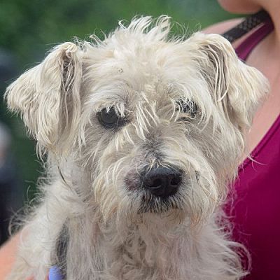 Huntley, IL - Standard Schnauzer/Poodle (Miniature). Meet Cody a Pet ...
