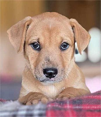 St. Louis, MO - Catahoula Leopard Dog/Labrador Retriever. Meet Chopin a ...