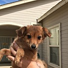 Pomeranian Puppies - Pomeranian Rescue and Adoption Near You