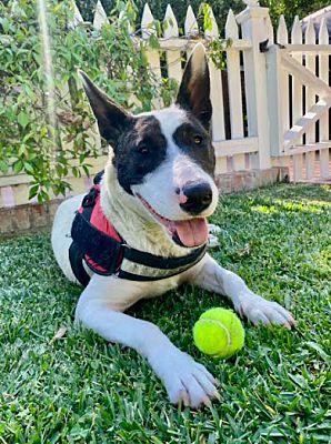 Beverly Hills, CA - Bull Terrier/Shepherd (Unknown Type). Meet Mama CP ...