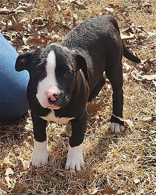 Hartford, CT - Pit Bull Terrier. Meet Angus *adoption pending a Pet for ...