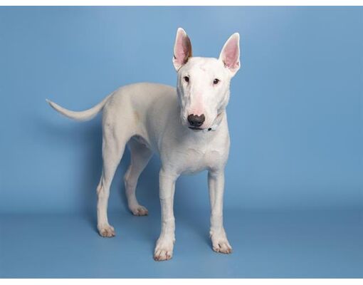 Phoenix, AZ - Bull Terrier. Meet BUD a Pet for Adoption - AdoptaPet.com
