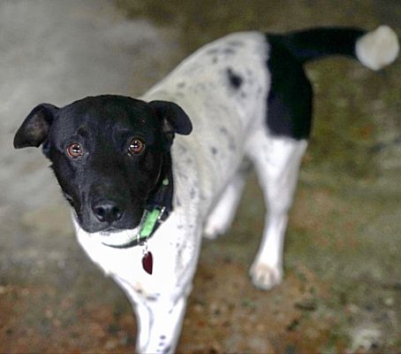 Warren, MI - Rat Terrier/Mixed Breed (Medium). Meet Pinto a Pet for ...