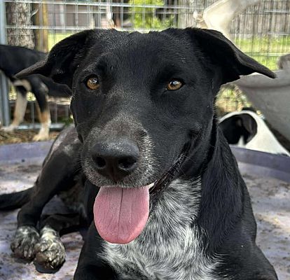 Cincinnati, OH - English Pointer/Labrador Retriever. Meet Sadie a Pet ...