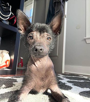 Gilford, NH - Xoloitzcuintle/Mexican Hairless/Chihuahua. Meet Mezcal ...
