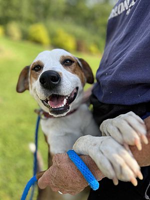 Sparta, NJ - Beagle/Boxer. Meet Rosco a Pet for Adoption - AdoptaPet.com