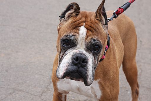 Wethersfield, CT - Boxer. Meet Hedy a Pet for Adoption - AdoptaPet.com